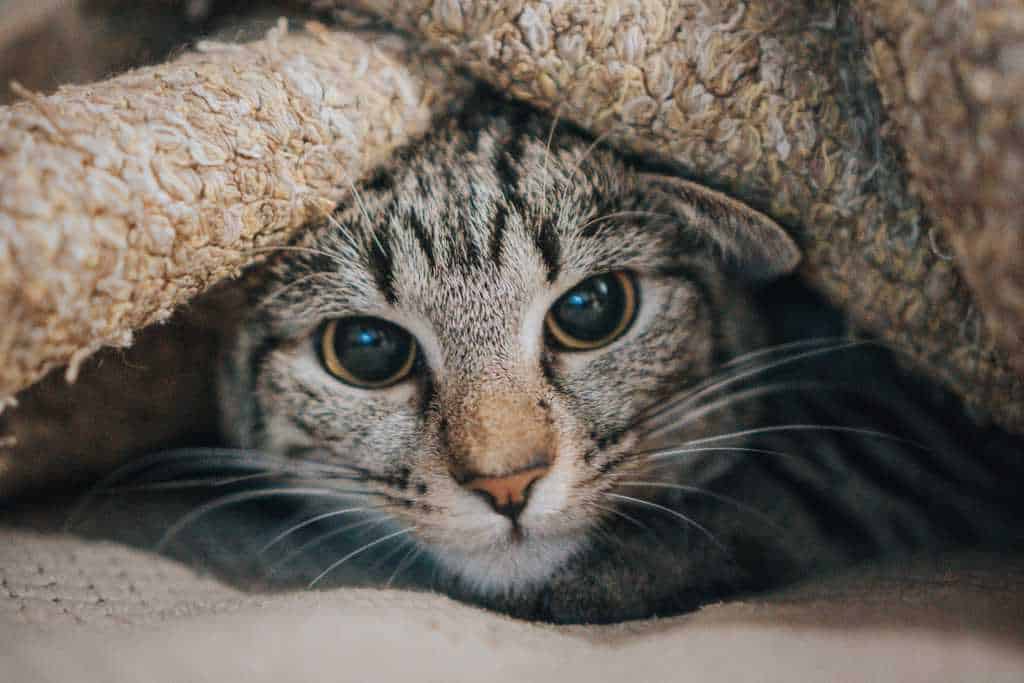 Waargebeurd: Geadopteerde kat blijkt poema te zijn - Blijtijds.nl