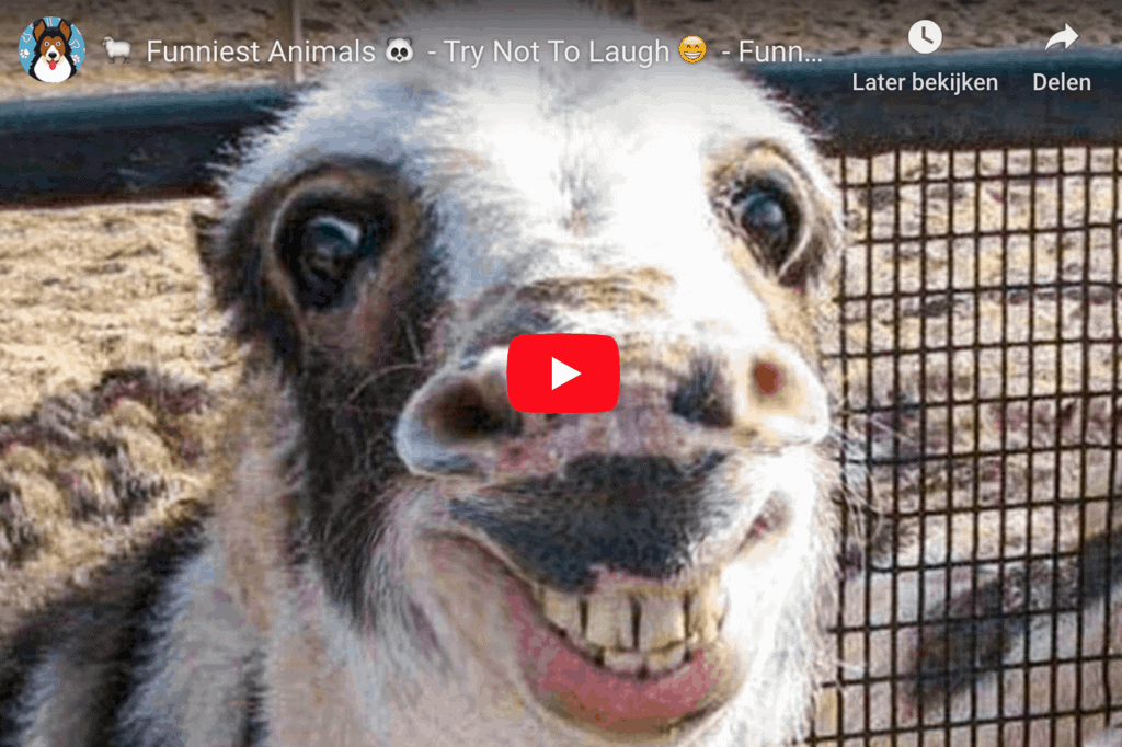 Video van de dag: de grappigste dierenfilmpjes - Blijtijds.nl