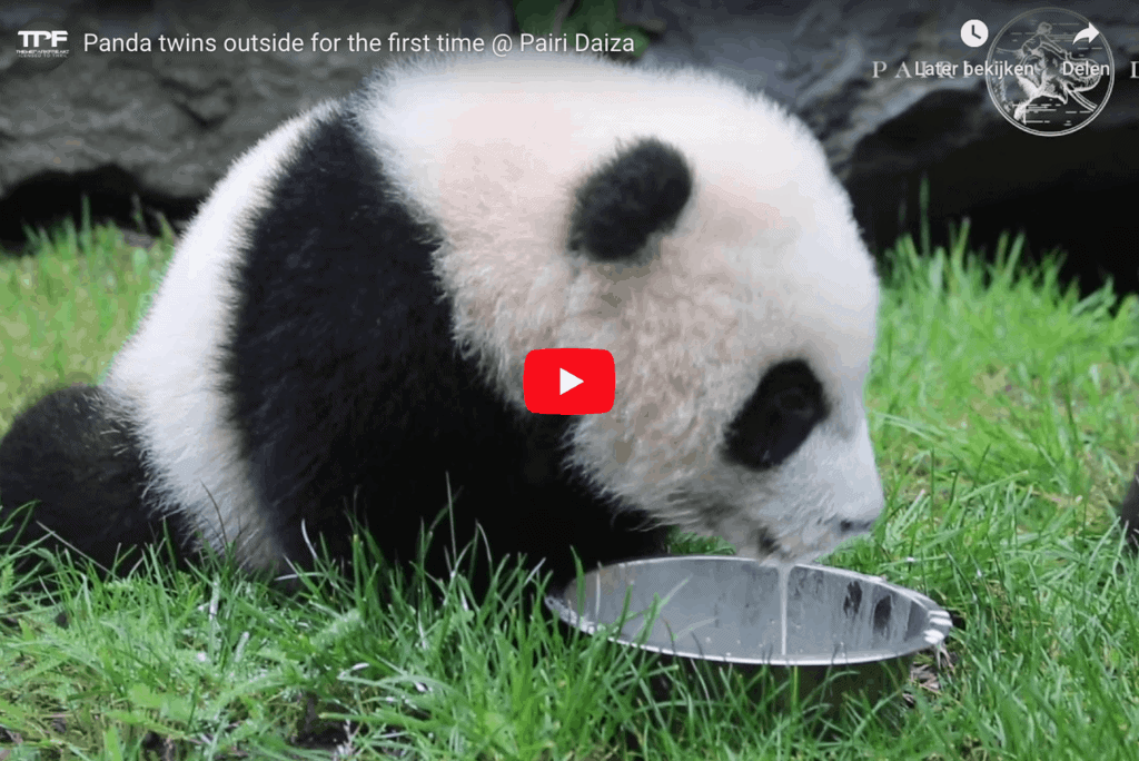 Video van de dag: Belgische pandatweeling naar buiten - Blijtijds.nl